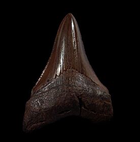 Angustidens Shark Tooth & Fossils for Sale | Buried Treasure Fossils