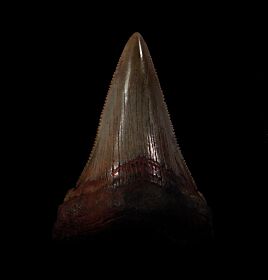 Angustidens Shark Tooth & Fossils for Sale | Buried Treasure Fossils