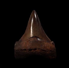 Angustidens Shark Tooth & Fossils for Sale | Buried Treasure Fossils