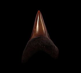Mako (Isurus) Shark Teeth for Sale | Buried Treasure Fossils