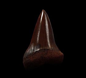 Mako (Isurus) Shark Teeth for Sale | Buried Treasure Fossils