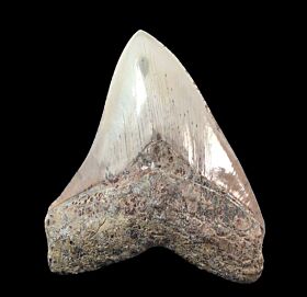 Peruvian Meg Tooth for Sale | Buried Treasure Fossils