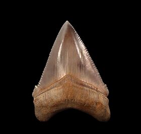 Peru Chubutensis Teeth: BuriedTreasureFossils