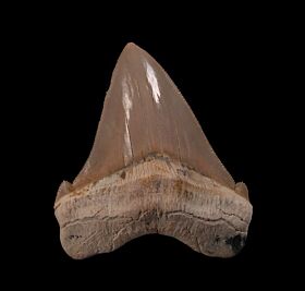 Peru Chubutensis Teeth: BuriedTreasureFossils