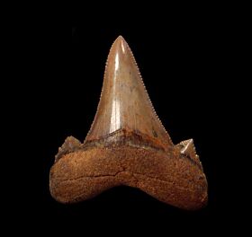 Peruvian Fossil shark teeth for sale | Buried Treasure Fossils