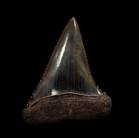 Peruvian Fossil shark teeth for sale | Buried Treasure Fossils