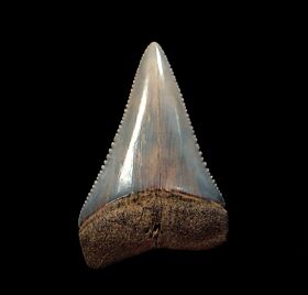 Peruvian Fossil shark teeth for sale | Buried Treasure Fossils