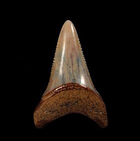 Peruvian Fossil shark teeth for sale | Buried Treasure Fossils
