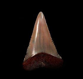 Peruvian Fossil shark teeth for sale | Buried Treasure Fossils