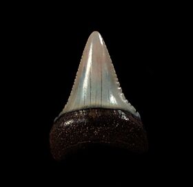 Peruvian Fossil shark teeth for sale | Buried Treasure Fossils