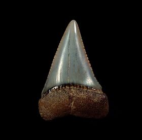 Peruvian Fossil shark teeth for sale | Buried Treasure Fossils