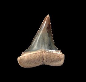 Peruvian Fossil shark teeth for sale | Buried Treasure Fossils