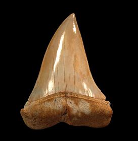 Mako (Isurus) Shark Teeth for Sale | Buried Treasure Fossils