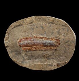 Russian Fossil shark for sale | Buried Treasure Fossils