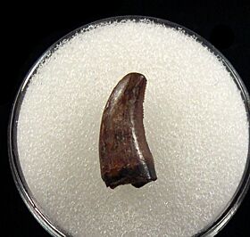 Raptor Claw and Velociraptor Teeth for Sale | Buried Treasure Fossils