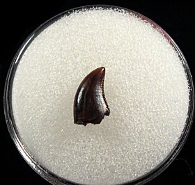 Raptor Claw and Velociraptor Teeth for Sale | Buried Treasure Fossils