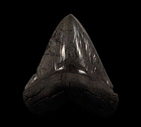 Worldwide shark teeth for sale | Buried Treasure Fossils