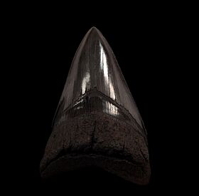 BLACK Megalodon Teeth for Sale | Buried Treasure Fossils