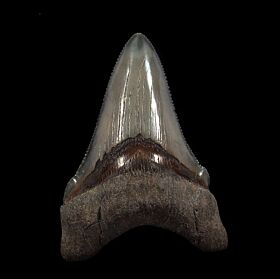 Quality Chubutensis teeth for sale: BuriedTreasureFossils