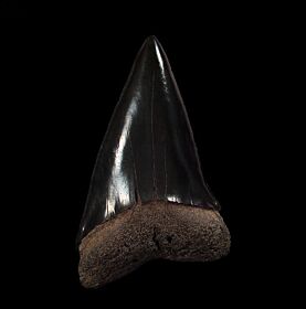 Mako (Isurus) Shark Teeth for Sale | Buried Treasure Fossils