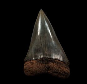 Mako (Isurus) Shark Teeth for Sale | Buried Treasure Fossils