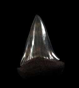 Mako (Isurus) Shark Teeth for Sale | Buried Treasure Fossils