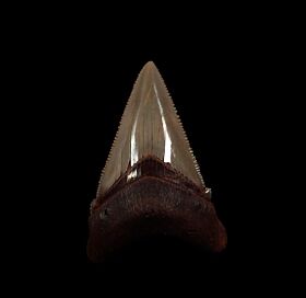 Angustidens Shark Tooth & Fossils for Sale | Buried Treasure Fossils