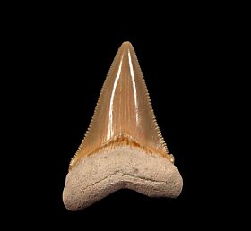 Angustidens Shark Tooth for Sale: BuriedTreasureFossils - Angustidens