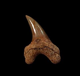 Parotodus teeth for sale | Buried Treasure Fossils