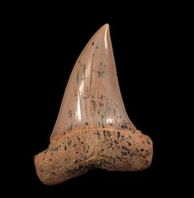 Sharktooth Hill Fossil shark teeth for sale | Buried Treasure Fossils