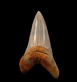 Mako (Isurus) Shark Teeth for Sale | Buried Treasure Fossils