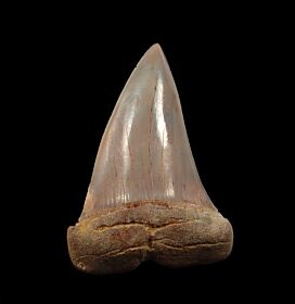 Mako (Isurus) Shark Teeth for Sale | Buried Treasure Fossils