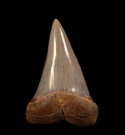 Sharktooth Hill Fossil shark teeth for sale | Buried Treasure Fossils