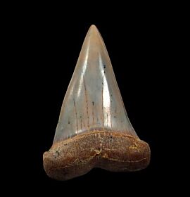 Mako (Isurus) Shark Teeth for Sale | Buried Treasure Fossils
