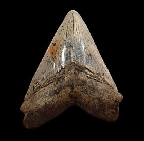 Museum Quality Megalodon teeth | Buried Treasure Fossils