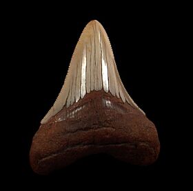 Museum Quality Megalodon teeth | Buried Treasure Fossils