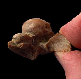 Dolphin teeth & fossils for sale | Buried Treasure Fossils