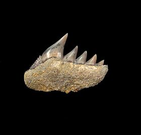 Sharktooth Hill Fossil shark teeth for sale | Buried Treasure Fossils