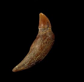 Squalodon teeth for sale | Buried Treasure Fossils