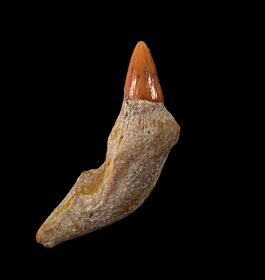 Sharktooth Hill Fossil shark teeth for sale | Buried Treasure Fossils