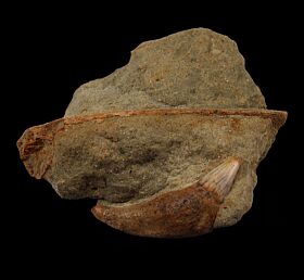 Sharktooth Hill Fossil shark teeth for sale | Buried Treasure Fossils