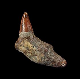 Sharktooth Hill Fossil shark teeth for sale | Buried Treasure Fossils
