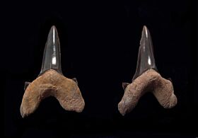 Cretolamna appendiculata - Texas Fossil Shark Teeth - Shop by Shark ...