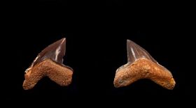 Squalicorax falcatus - Texas Fossil Shark Teeth - Shop by Shark Tooth ...