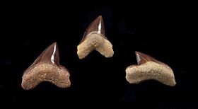 Squalicorax falcatus - Texas Fossil Shark Teeth - Shop by Shark Tooth ...