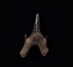 Protolamna aff. sokolovi - Texas Fossil Shark Teeth - Shop by Shark ...