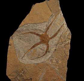 Fossil Brittle Stars & Starfish for sale:BuriedTreasureFossils