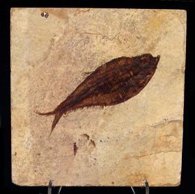 Diplomystus Fossil Fish for sale | Buried Treasure Fossils