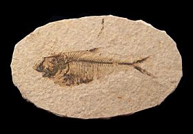 Diplomystus Fossil Fish for sale | Buried Treasure Fossils