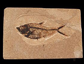 Fossil Fish for sale | Buried Treasure Fossils